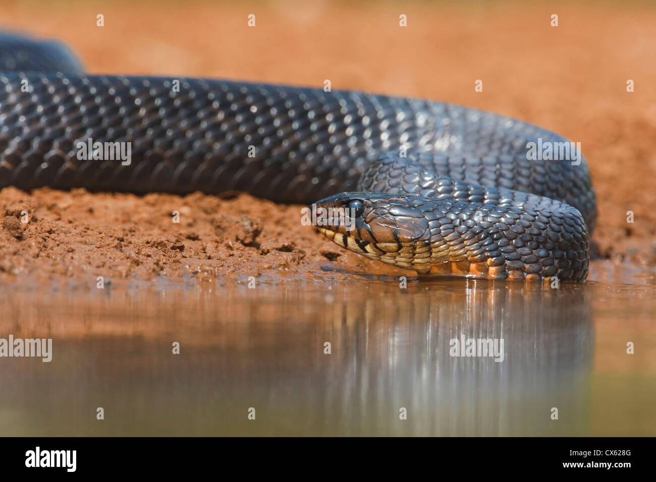 Texas Indigo Snake High Resolution Stock Photography and Images - Alamy