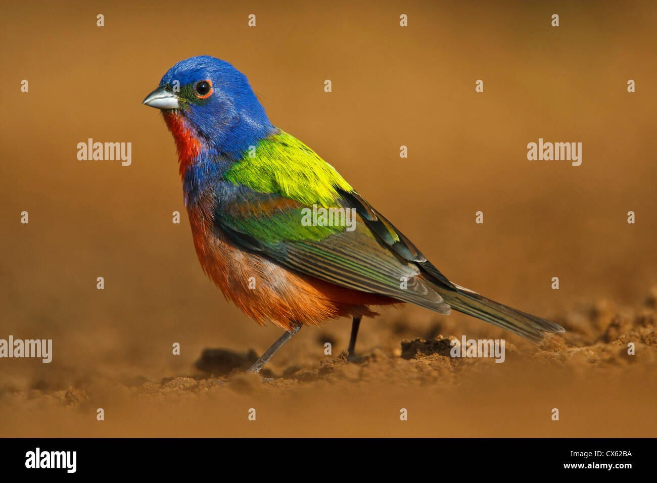Painted Bunting (Passerina ciris) adult male at a south Texas pond ...