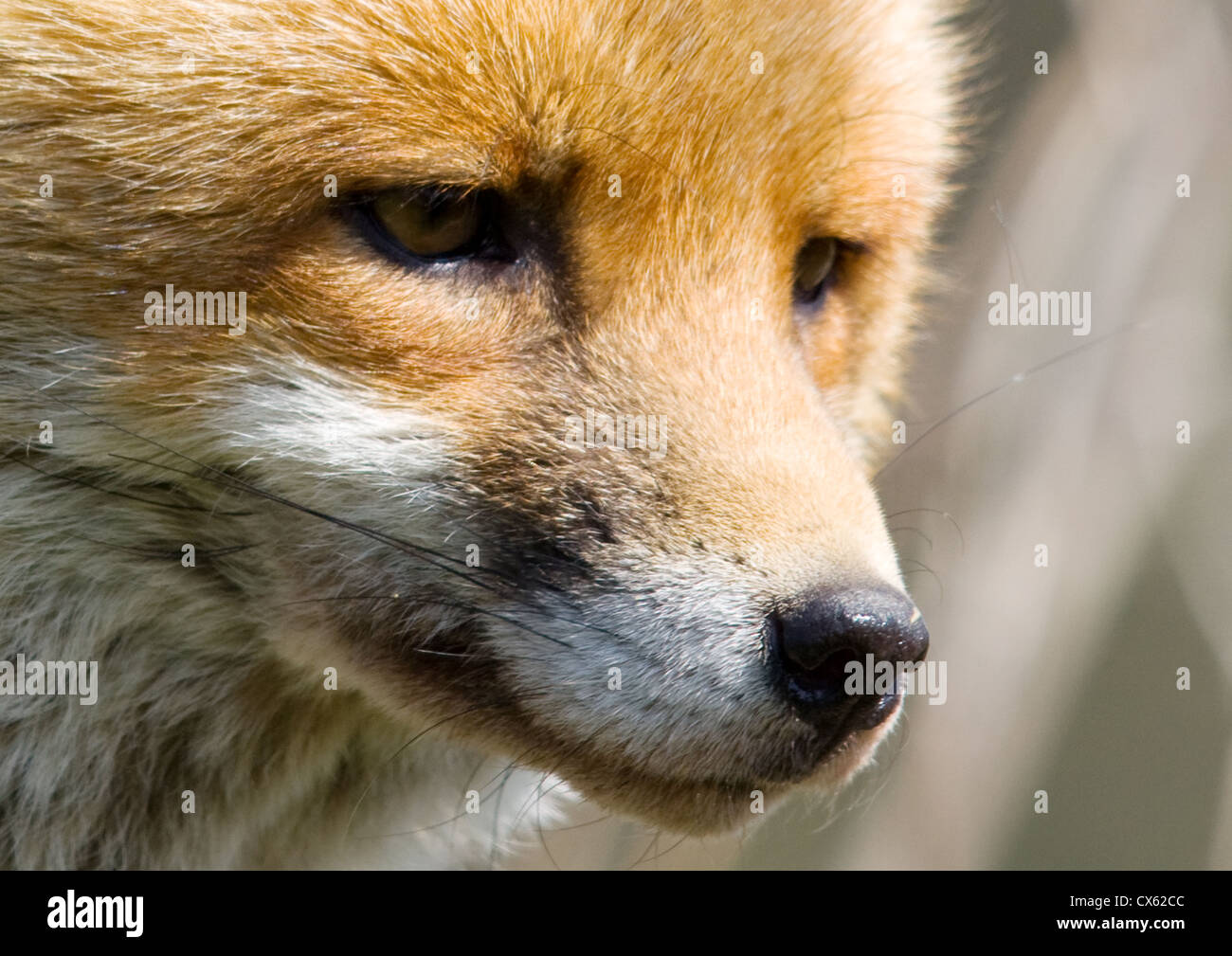Bwc red fox hi-res stock photography and images - Alamy