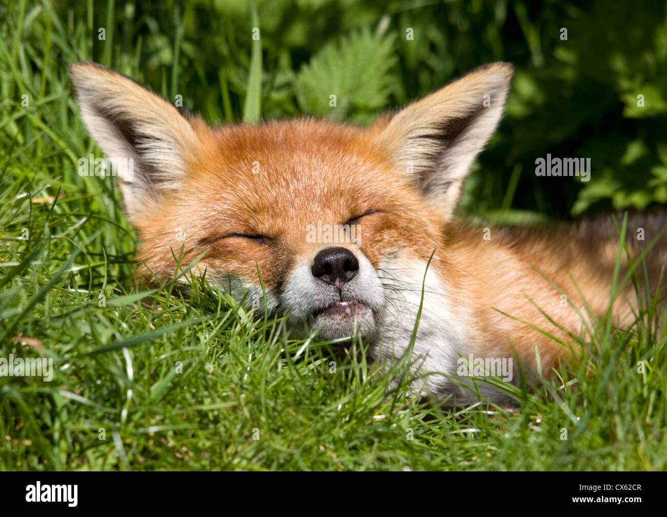 Adult british fox hi-res stock photography and images - Alamy