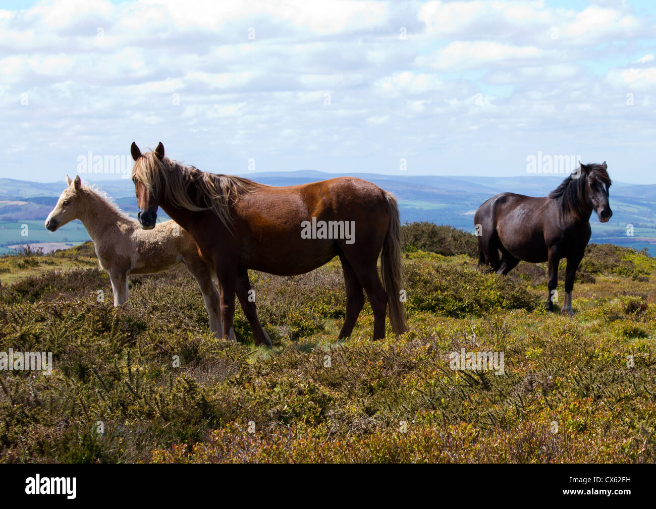 Quantock ponies, Somerset, England Stock Photo - Alamy