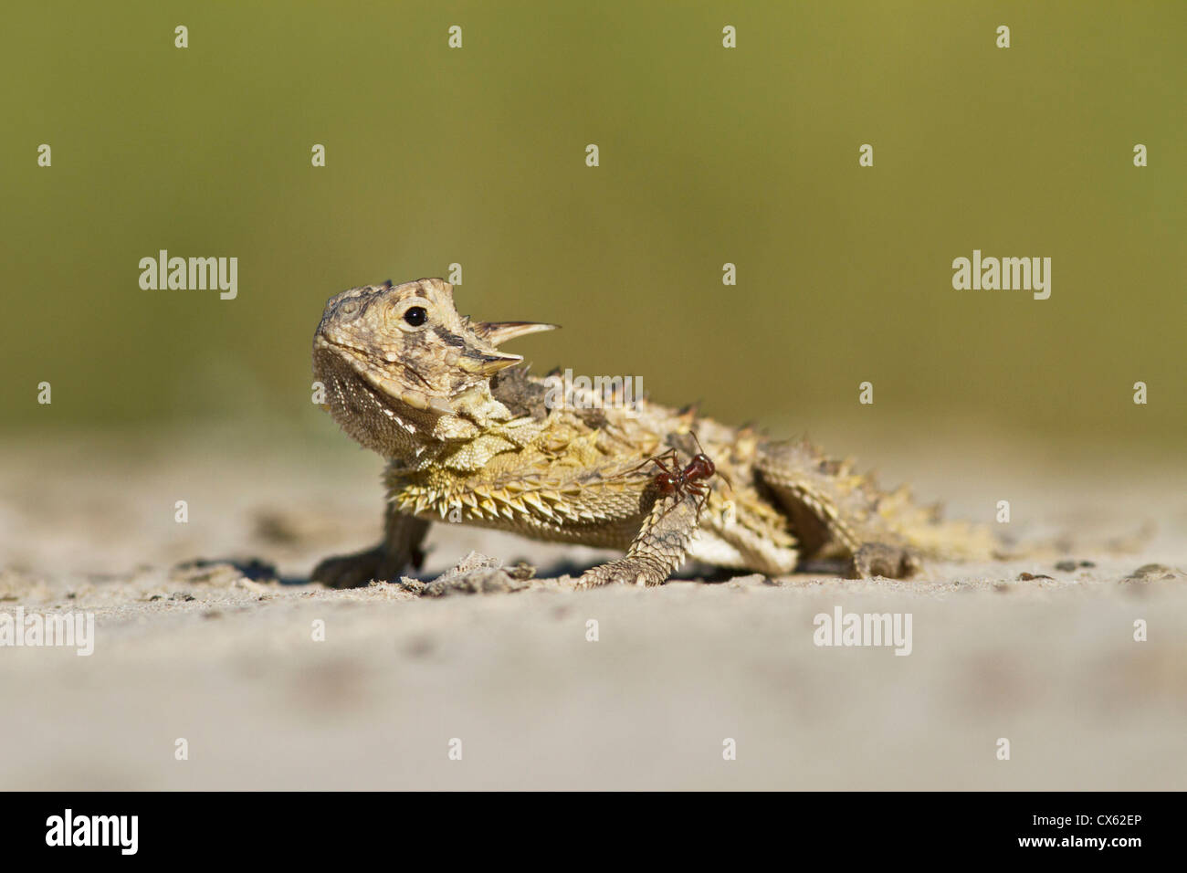Texas horn lizard hi-res stock photography and images - Alamy
