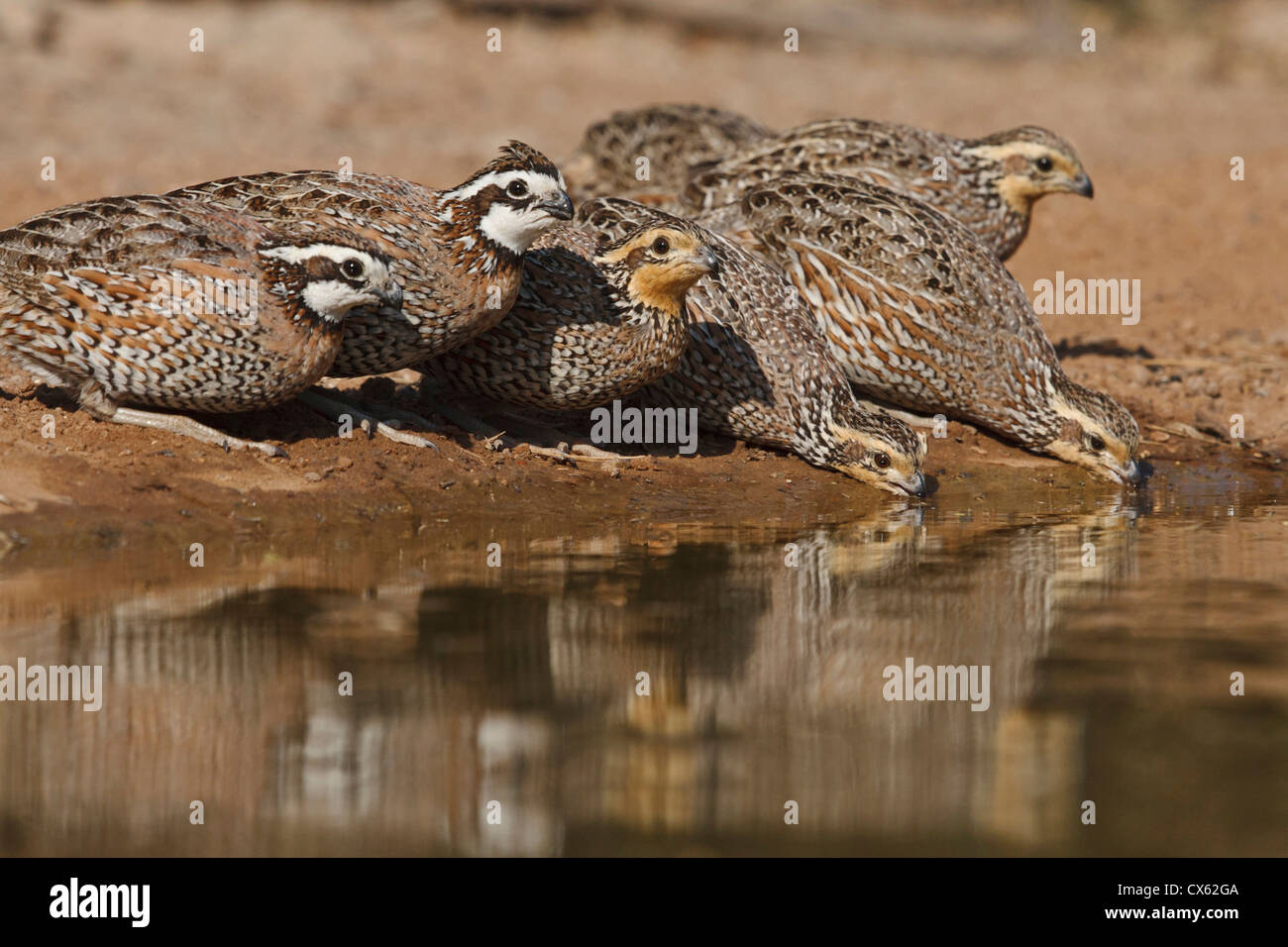 Northern Bobwhite (Colinus virginianus) covey drinking at south Texas ...
