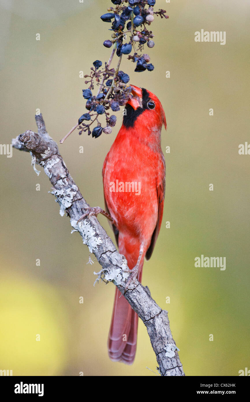 Northern Cardinal (Cardinalis cardinalis) adult male feeding on wild ...