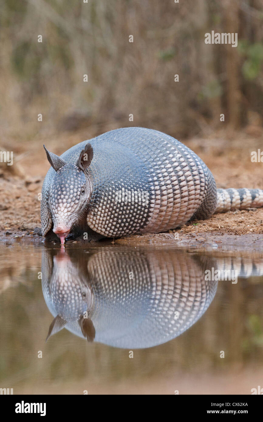 Nine-banded Armadillo (Dasypus novemcinctus) drinking at pond in south ...