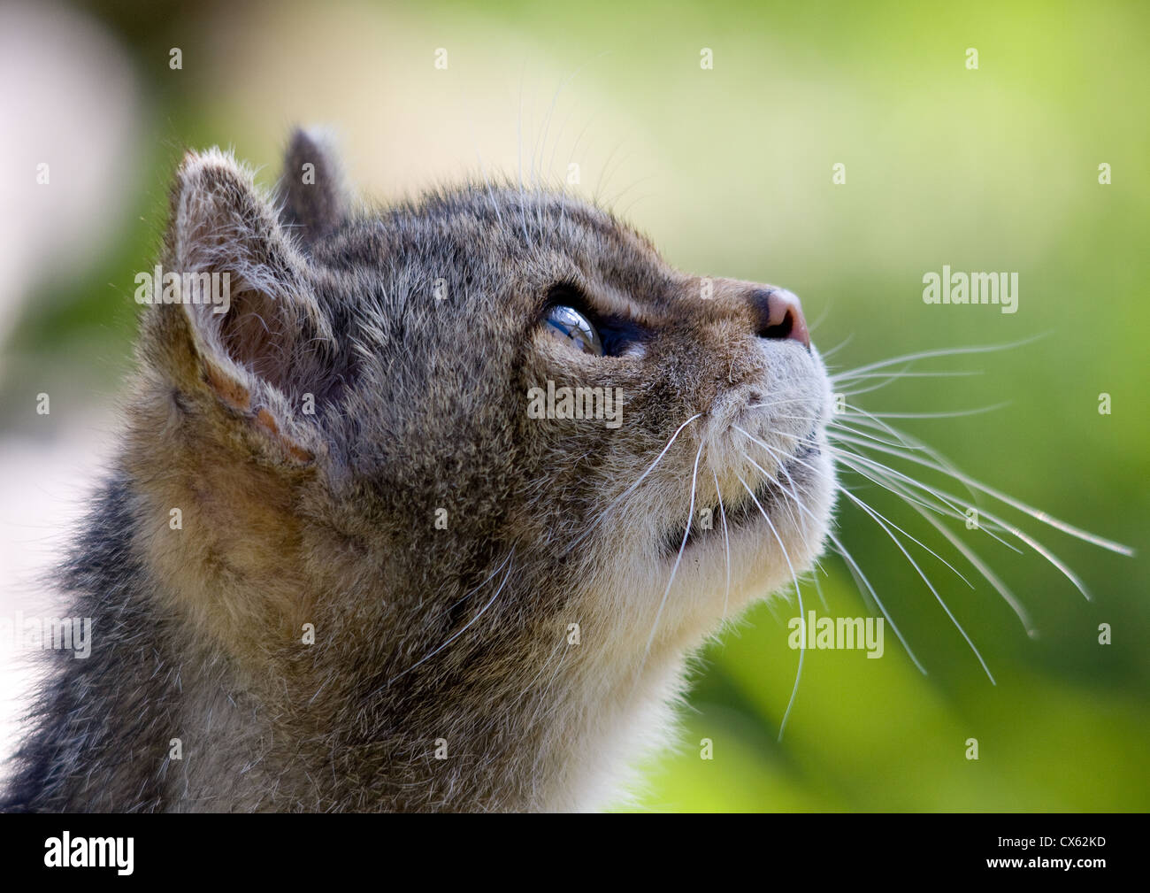British wild cat hi-res stock photography and images - Alamy