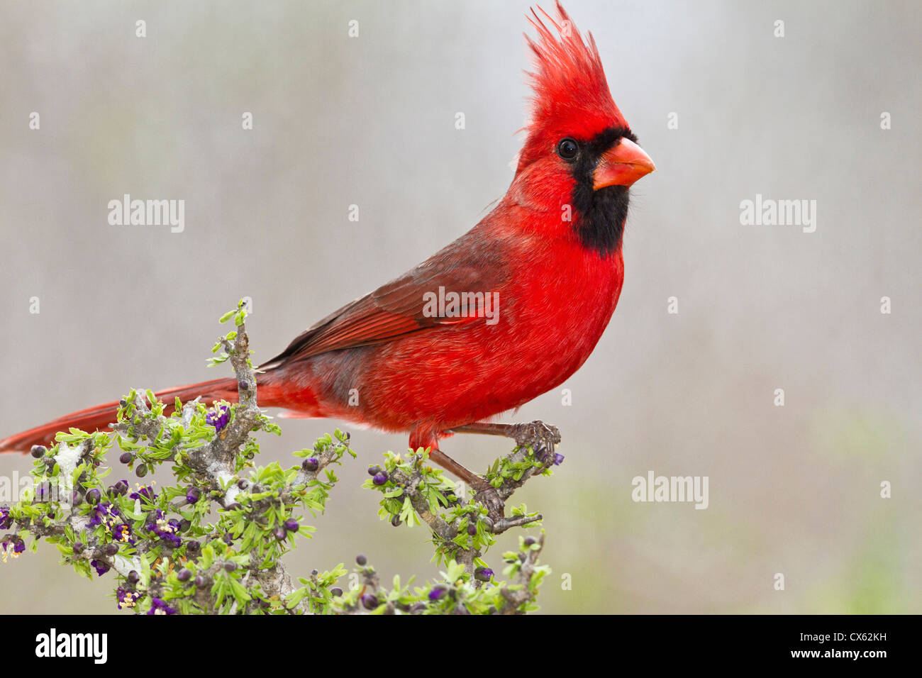 Northern Cardinal, Cardinalis cardinalis, adult male perched in brushy ...