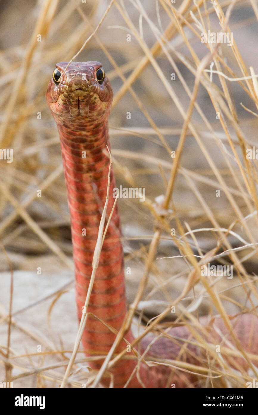 Western Coachwhip (Masticophis flagellum) red colored population in ...