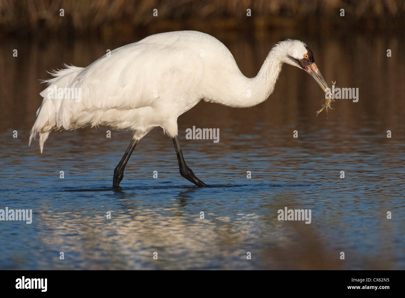 Whooping Crane (Grus americana) wintering at Aransas National Wildlife ...