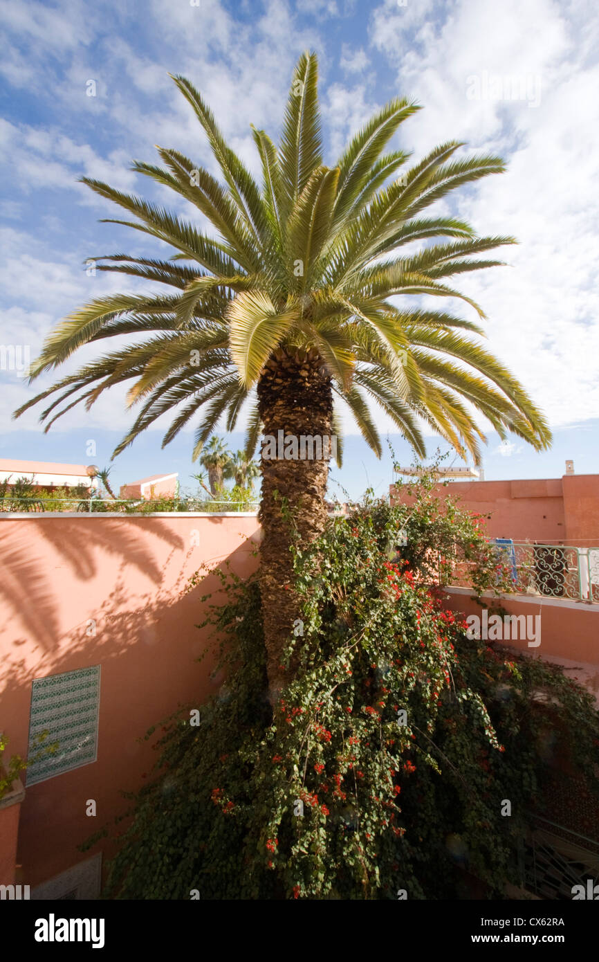 Courtyard with palm tree hi-res stock photography and images - Alamy