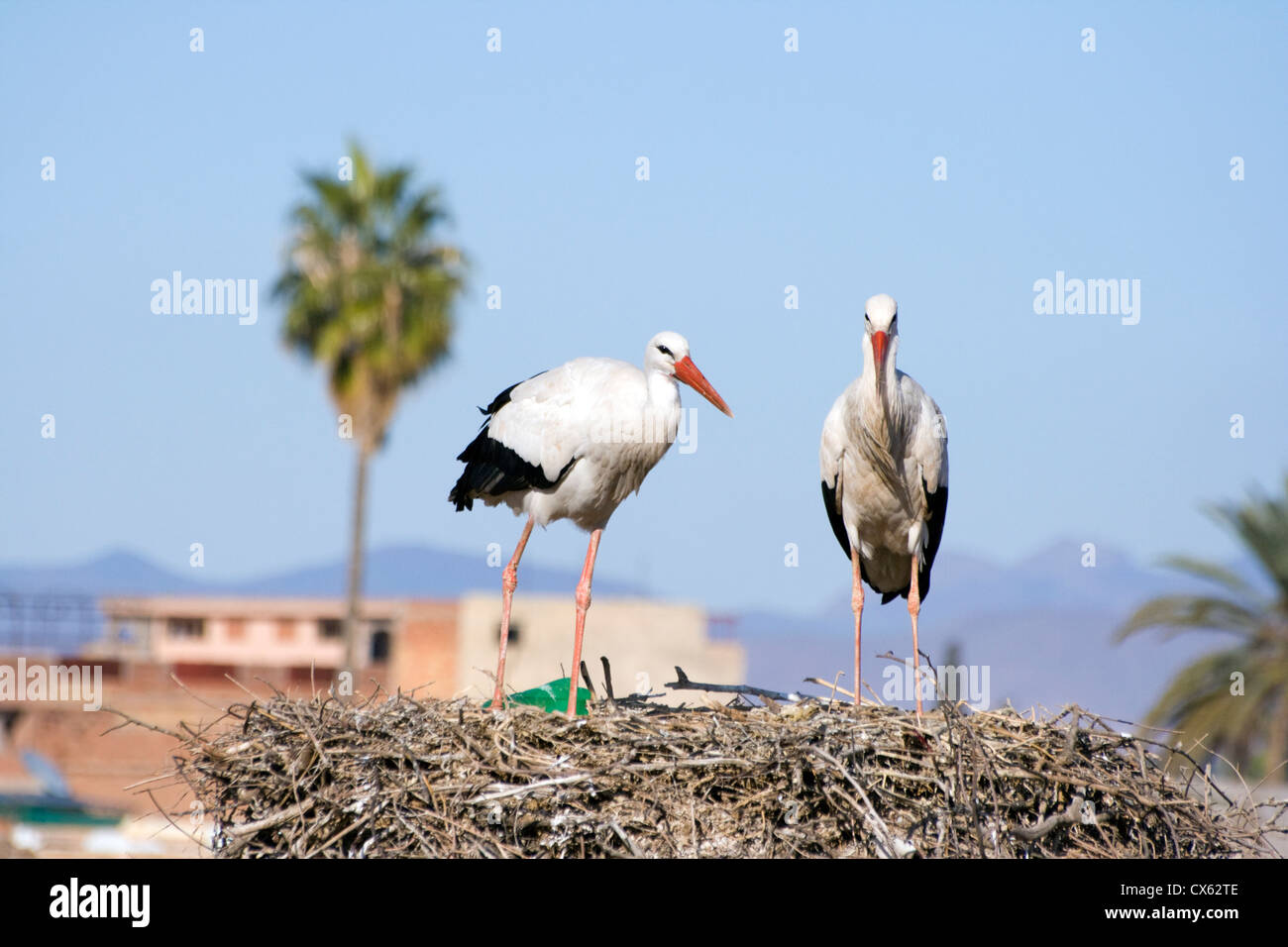 White storks morocco hi-res stock photography and images - Alamy