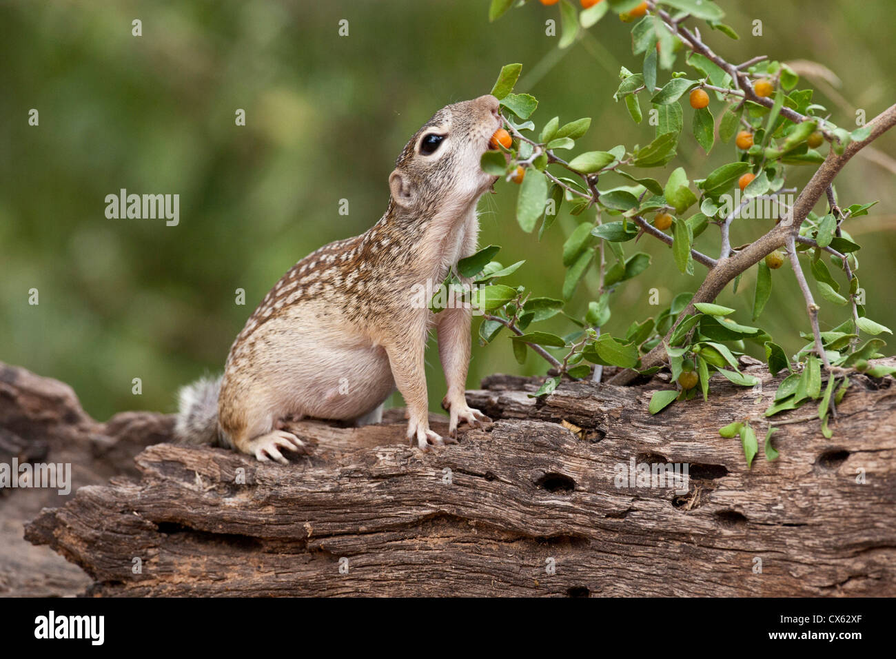 Texas squirrel hi-res stock photography and images - Alamy