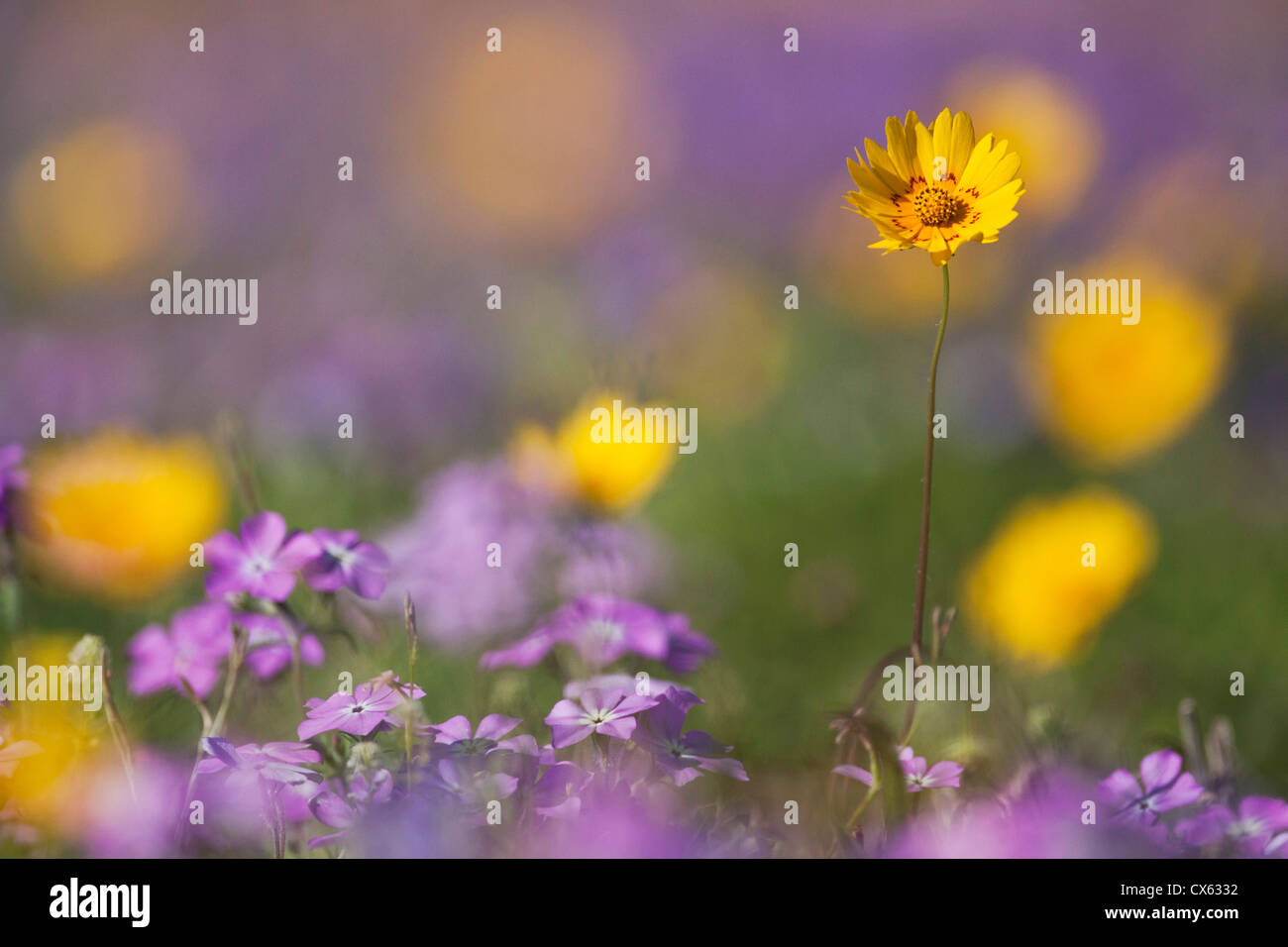 Roadside wildflowers in Texas, spring Stock Photo - Alamy