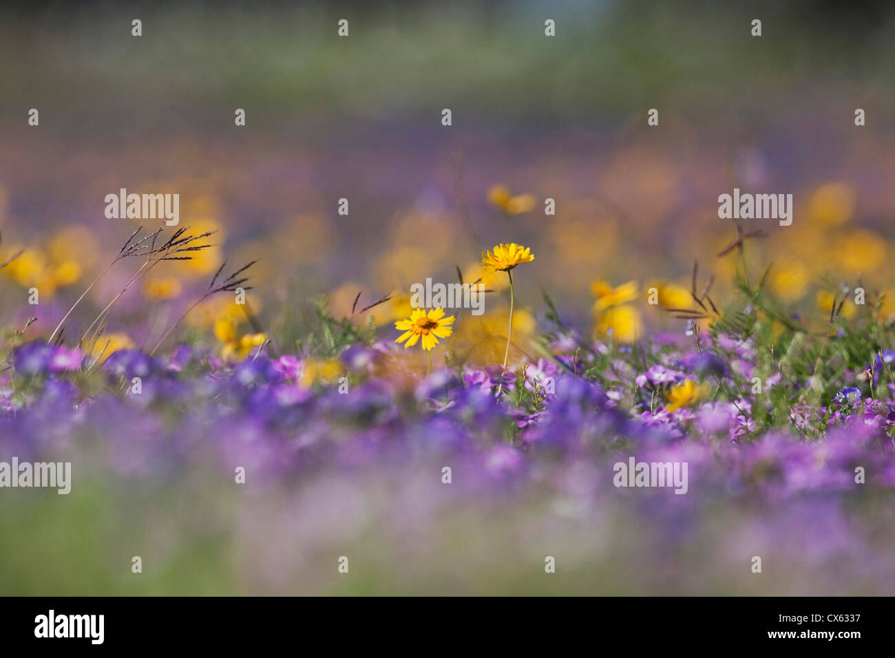 Roadside wildflowers in Texas, spring Stock Photo - Alamy