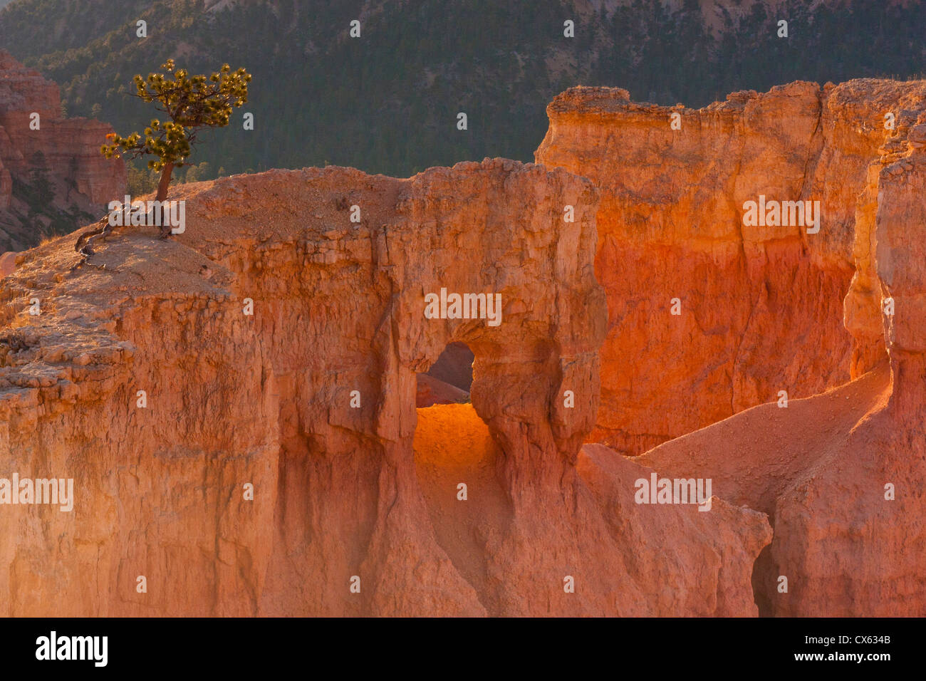Tree growing in rock hi-res stock photography and images - Alamy