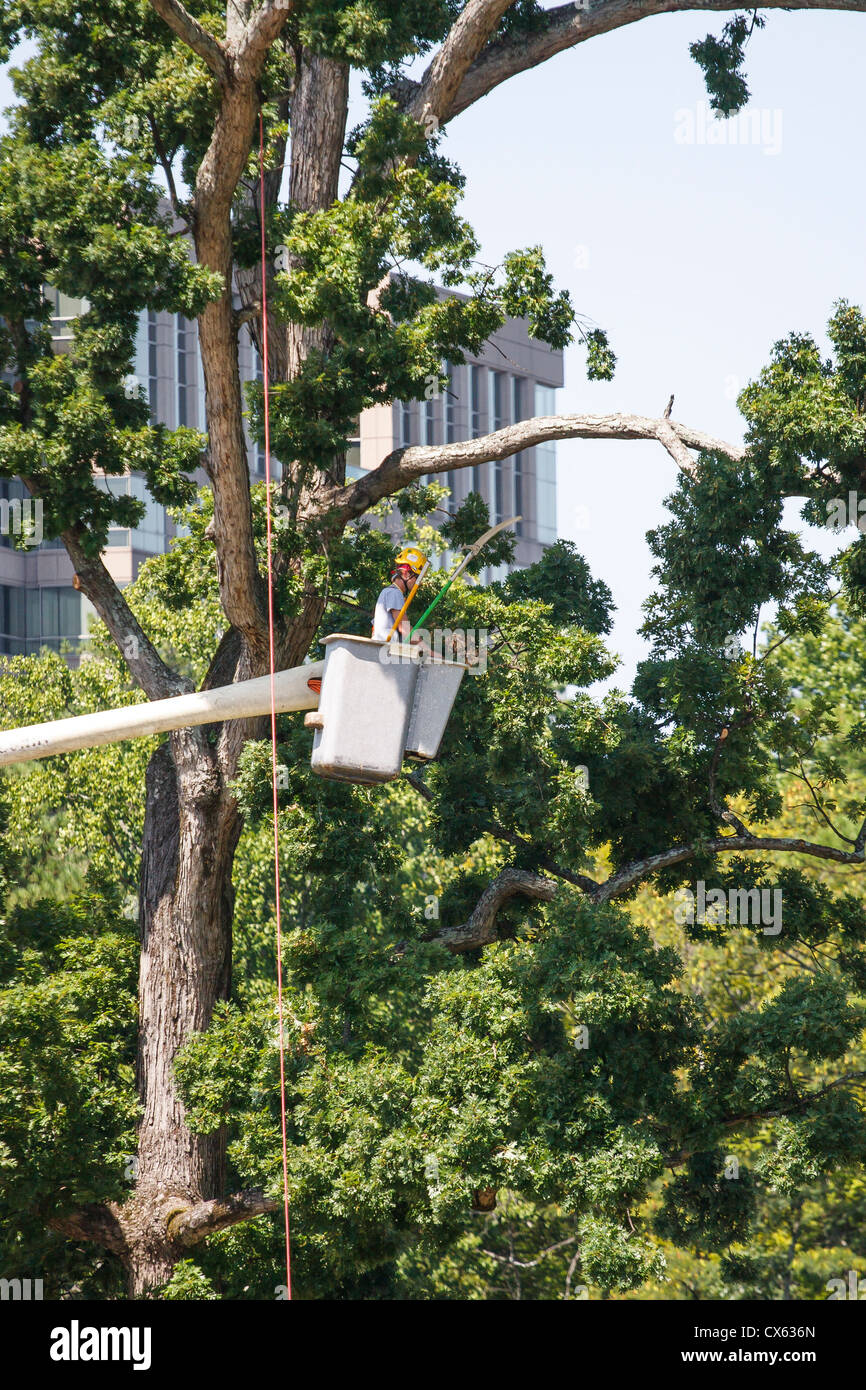 A professional tree cutter in an old oak tree working in lifter bucket ...