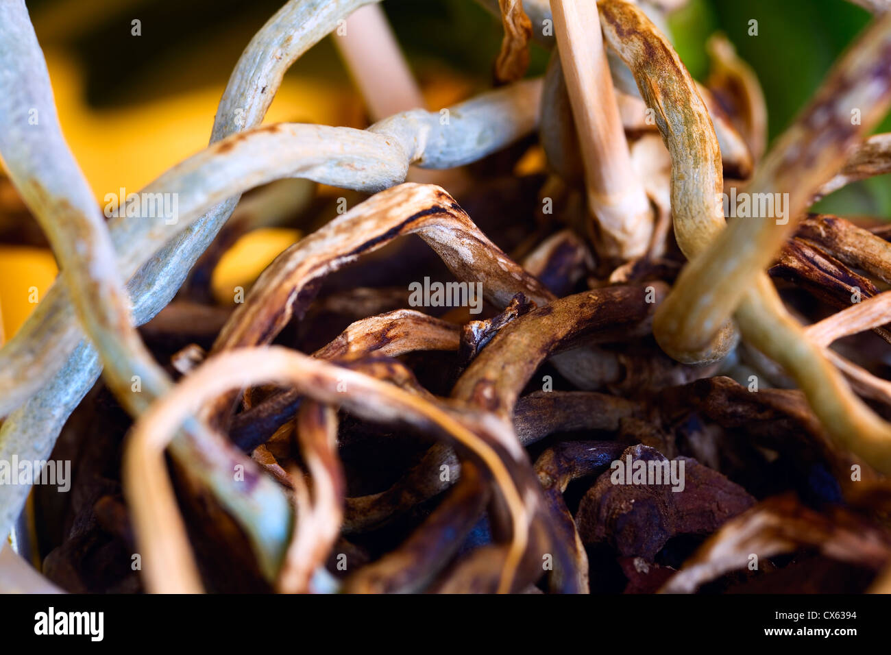 Orchid Root High Resolution Stock Photography and Images - Alamy