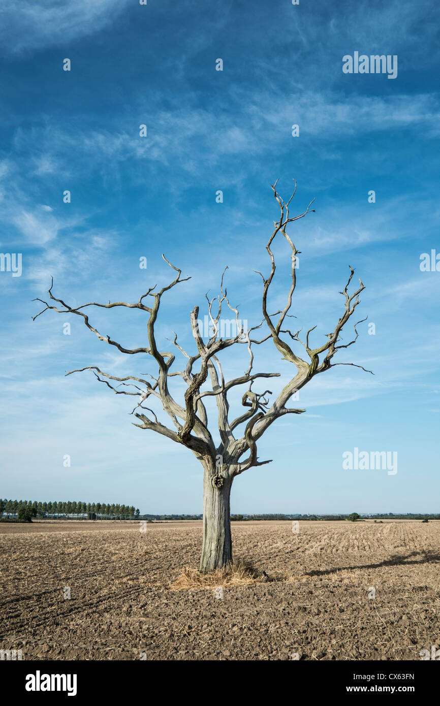 Dead Tree in a Field Stock Photo - Alamy