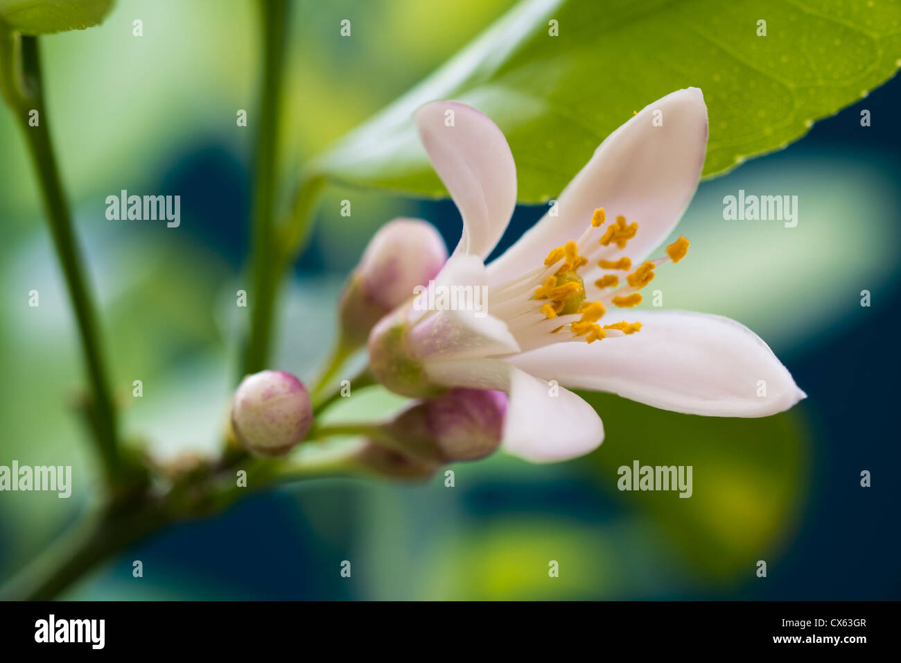 Close up of a Meyer Lemon Tree Blossom Flower. ( Citrus Limone Meyerii ...