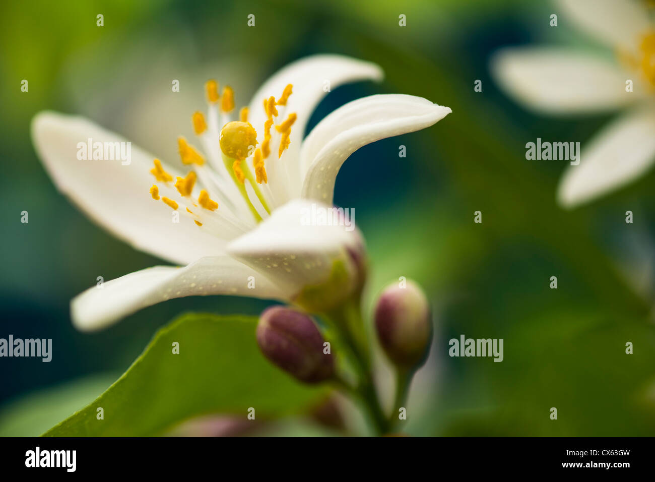 Close up of a Meyer Lemon Tree Blossom Flower. ( Citrus Limone Meyerii ...