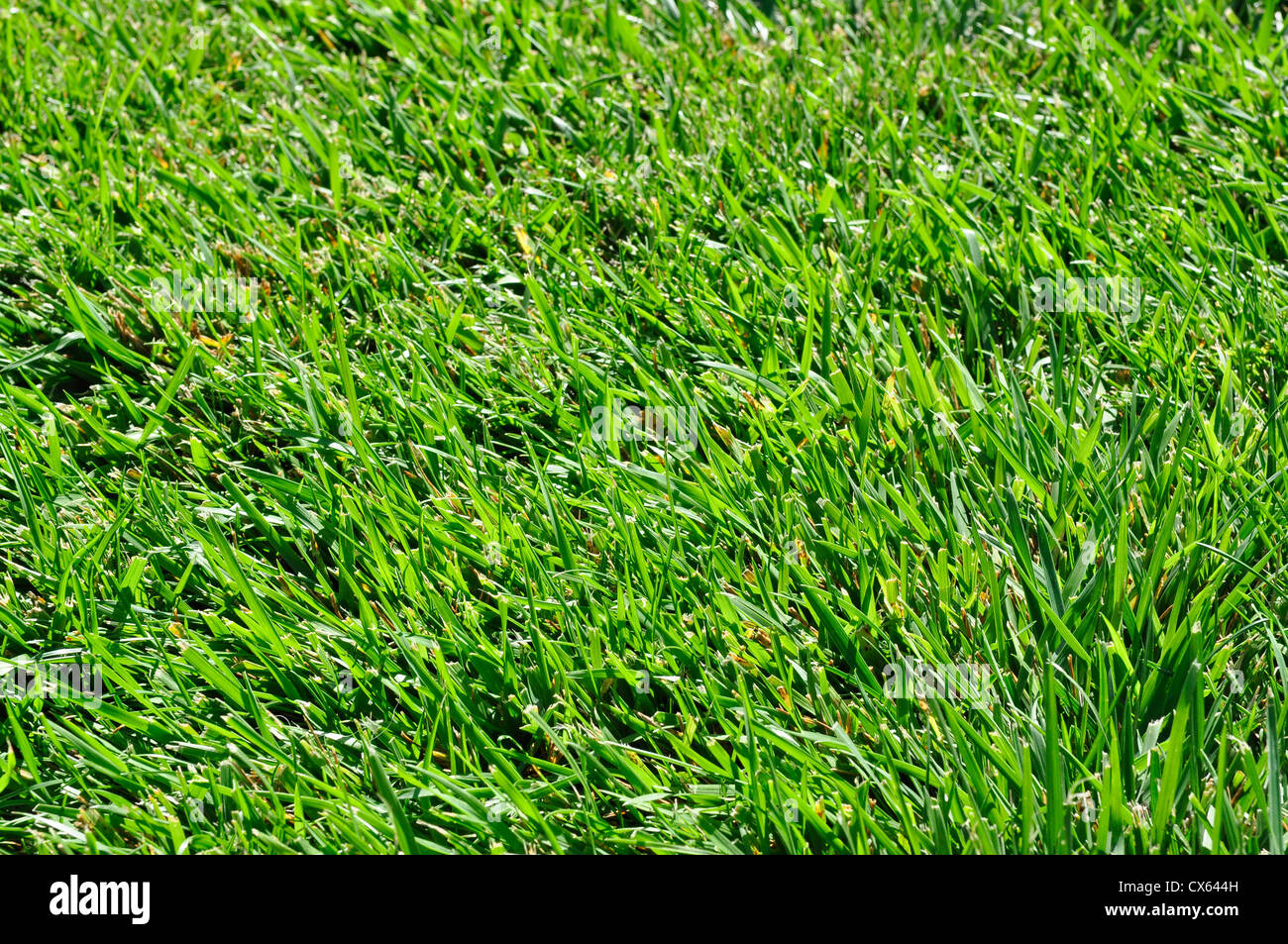 Closeup of a green grass field. Shallow depth of field. Focus is around ...