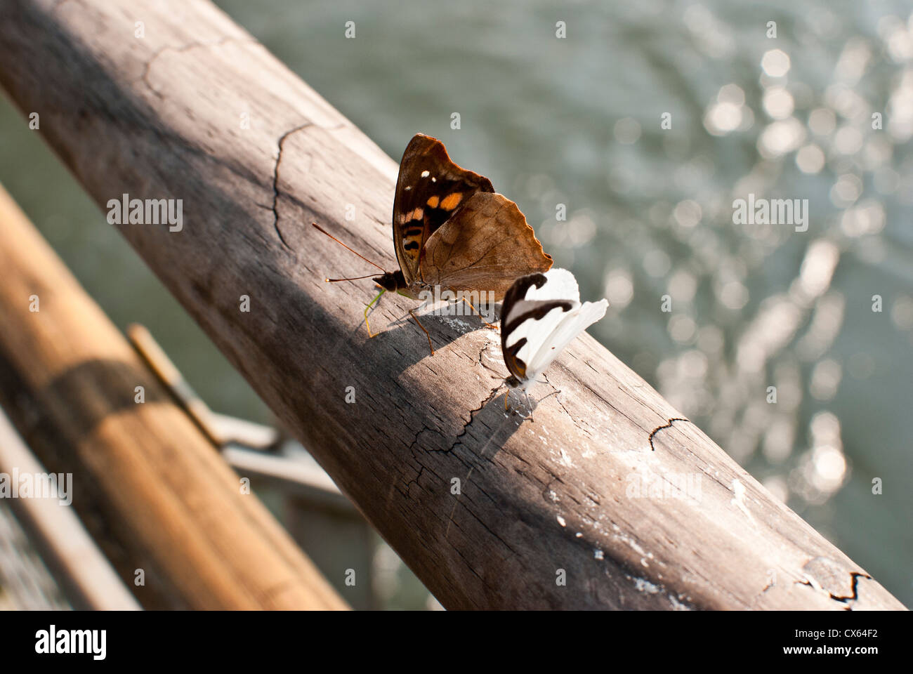 Brazil butterfly hi-res stock photography and images - Alamy