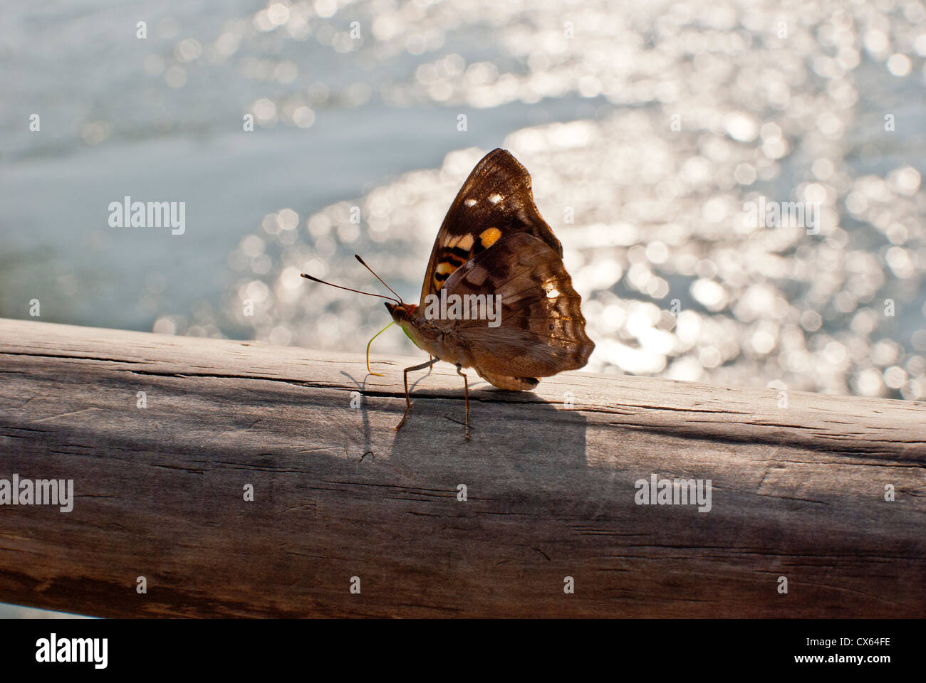 Brazil butterfly hi-res stock photography and images - Alamy