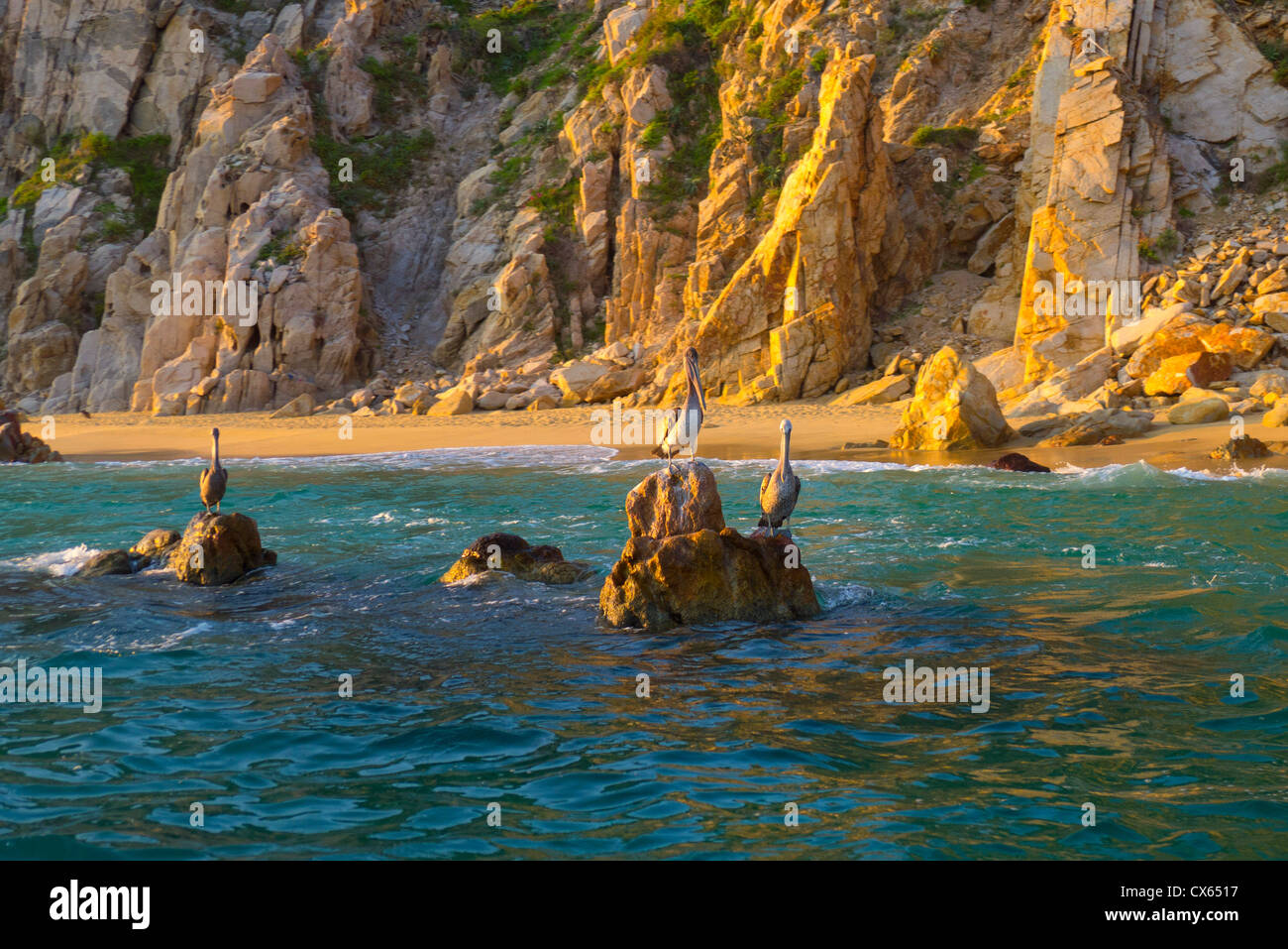 Pelican, Cabo San Lucas, Baja, Mexico Stock Photo - Alamy