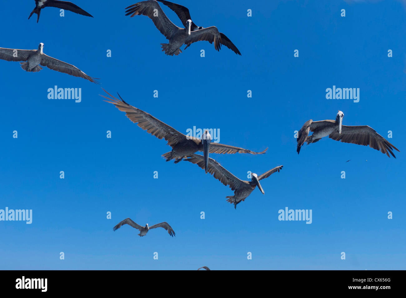 Pelican, Cabo San Lucas, Baja, Mexico Stock Photo - Alamy