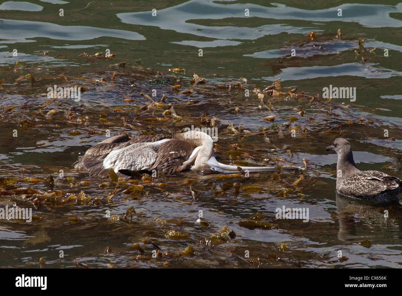 Dead Pelican High Resolution Stock Photography and Images - Alamy