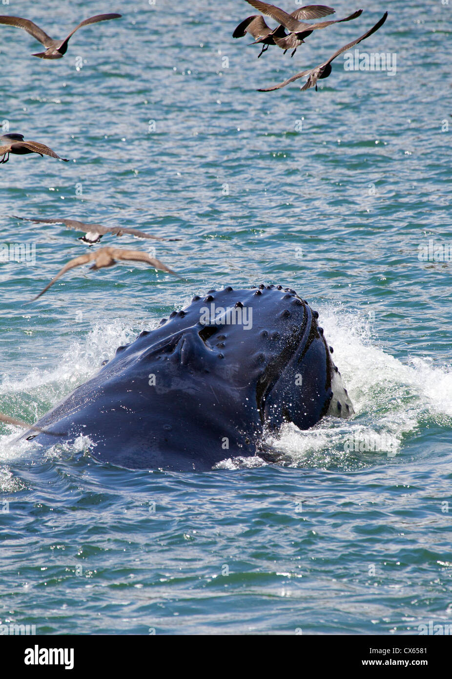 Humpback Whale Lunge Feeding Stock Photo - Alamy