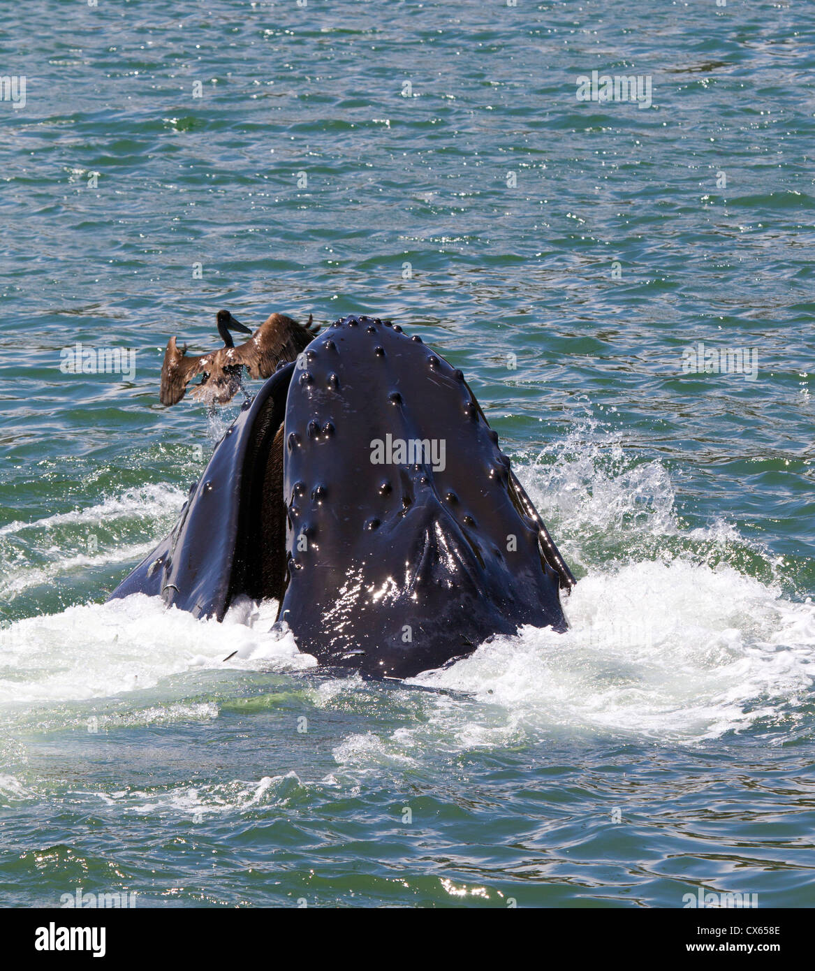 Humpback Whale Lunge Feeding Stock Photo - Alamy