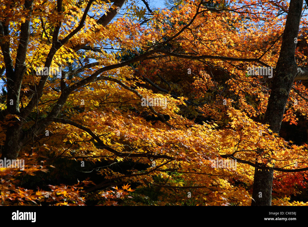 Autumn leaf color Maple Japan Stock Photo - Alamy