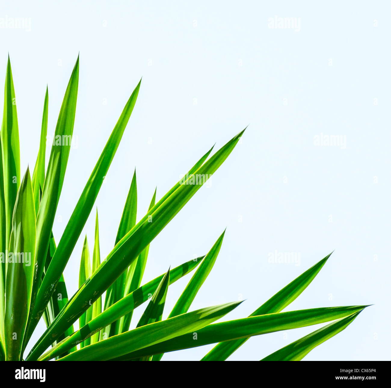 Palm leaf isolated Stock Photo - Alamy