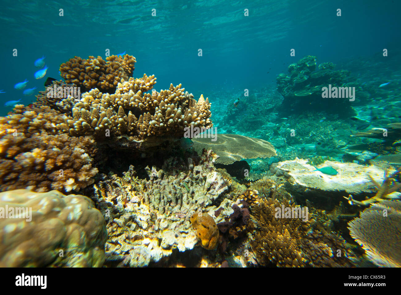 Rainbow Reef, Vanua Levu, Fiji Stock Photo - Alamy