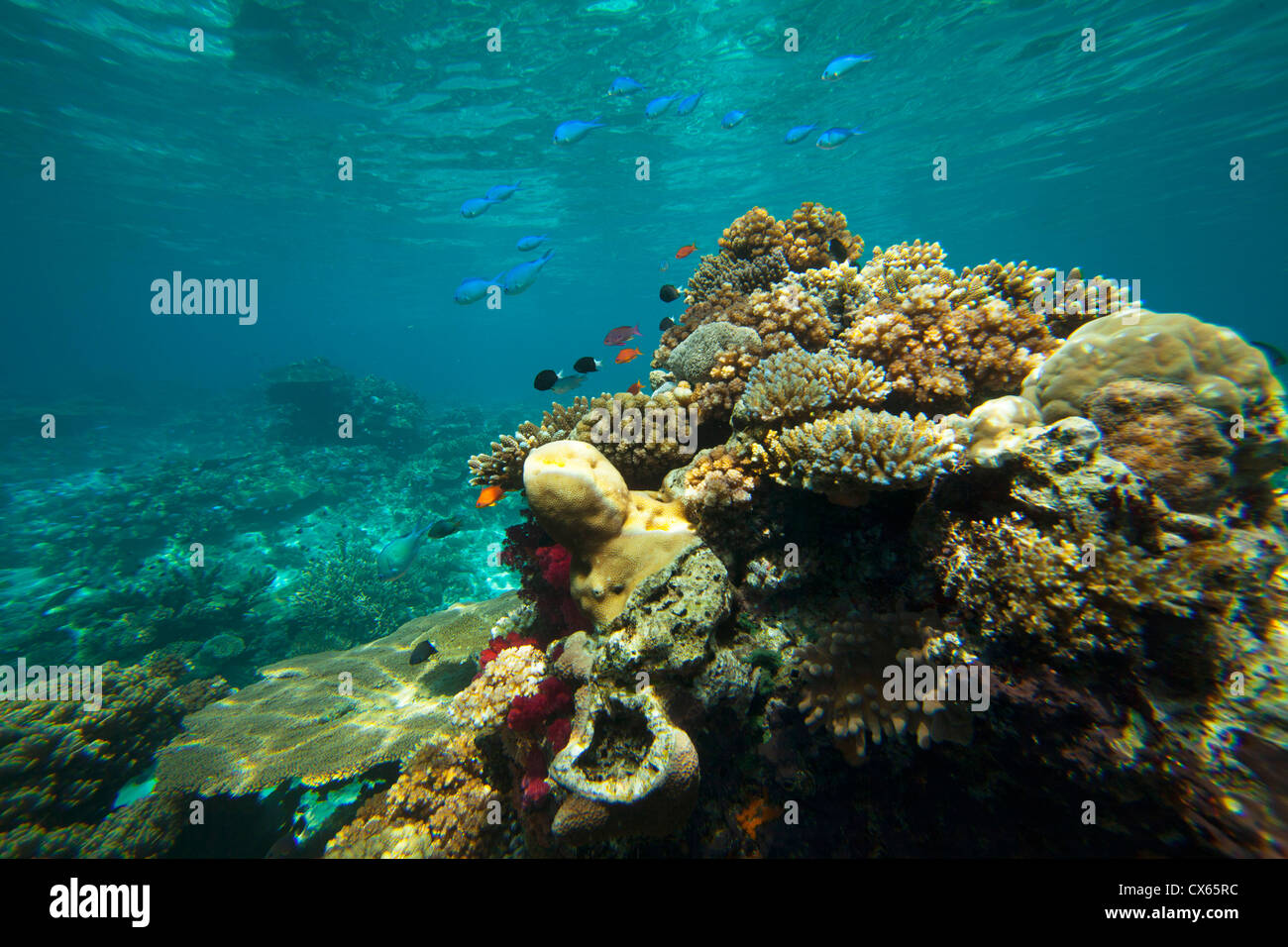 Vanua levu coral hi-res stock photography and images - Alamy