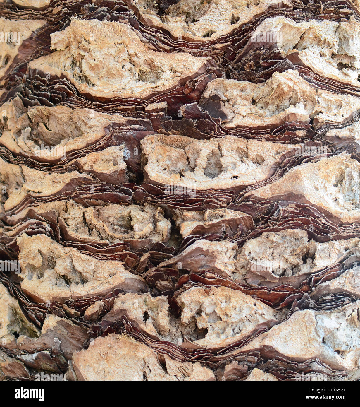 Palm tree texture Stock Photo - Alamy