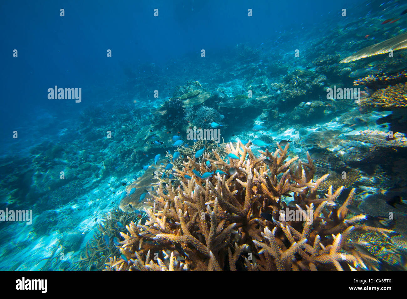 Vanua levu coral hi-res stock photography and images - Alamy