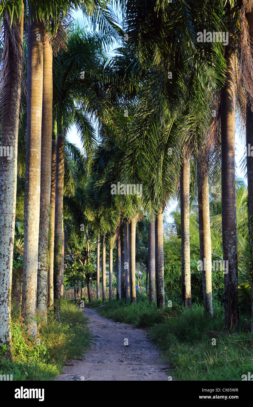 Scenic palm tree hi-res stock photography and images - Alamy