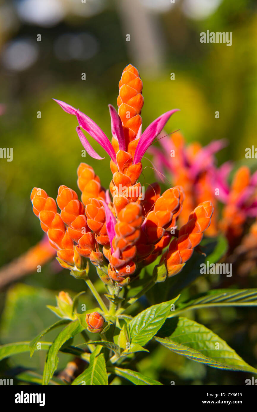 Fiji Flower High Resolution Stock Photography and Images - Alamy