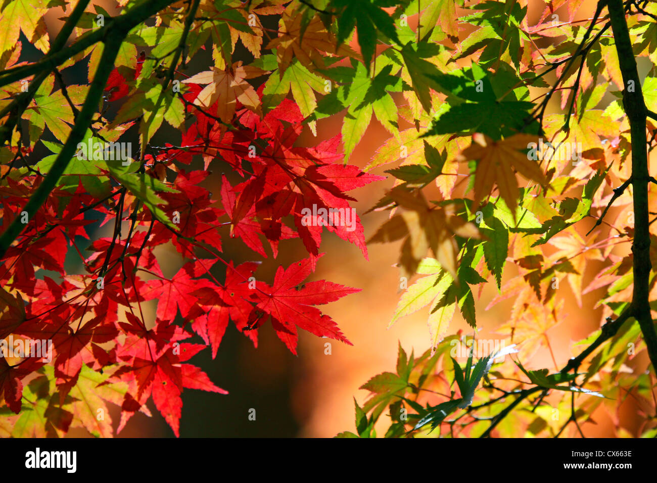 Autumn leaf color Maple Japan Stock Photo - Alamy