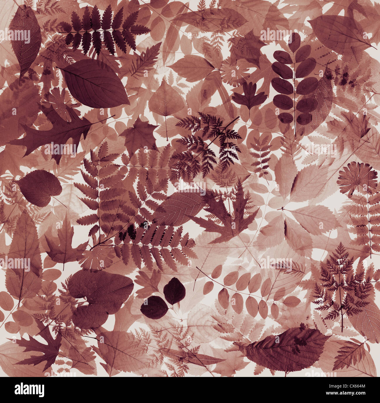 Beautiful abstract leaves nature background in muted sepia colors Stock ...