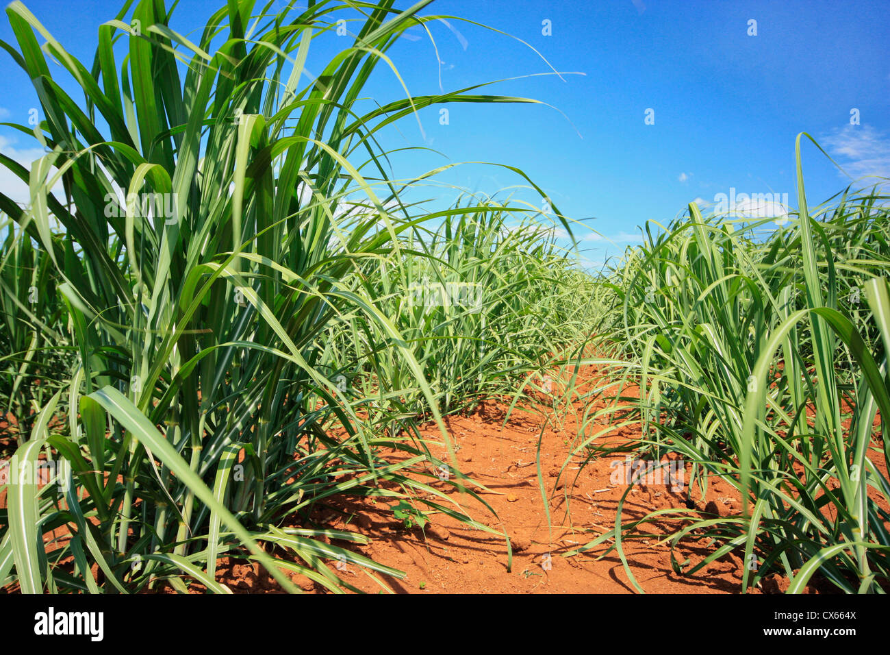 Plantation young sugar cane hi-res stock photography and images - Alamy