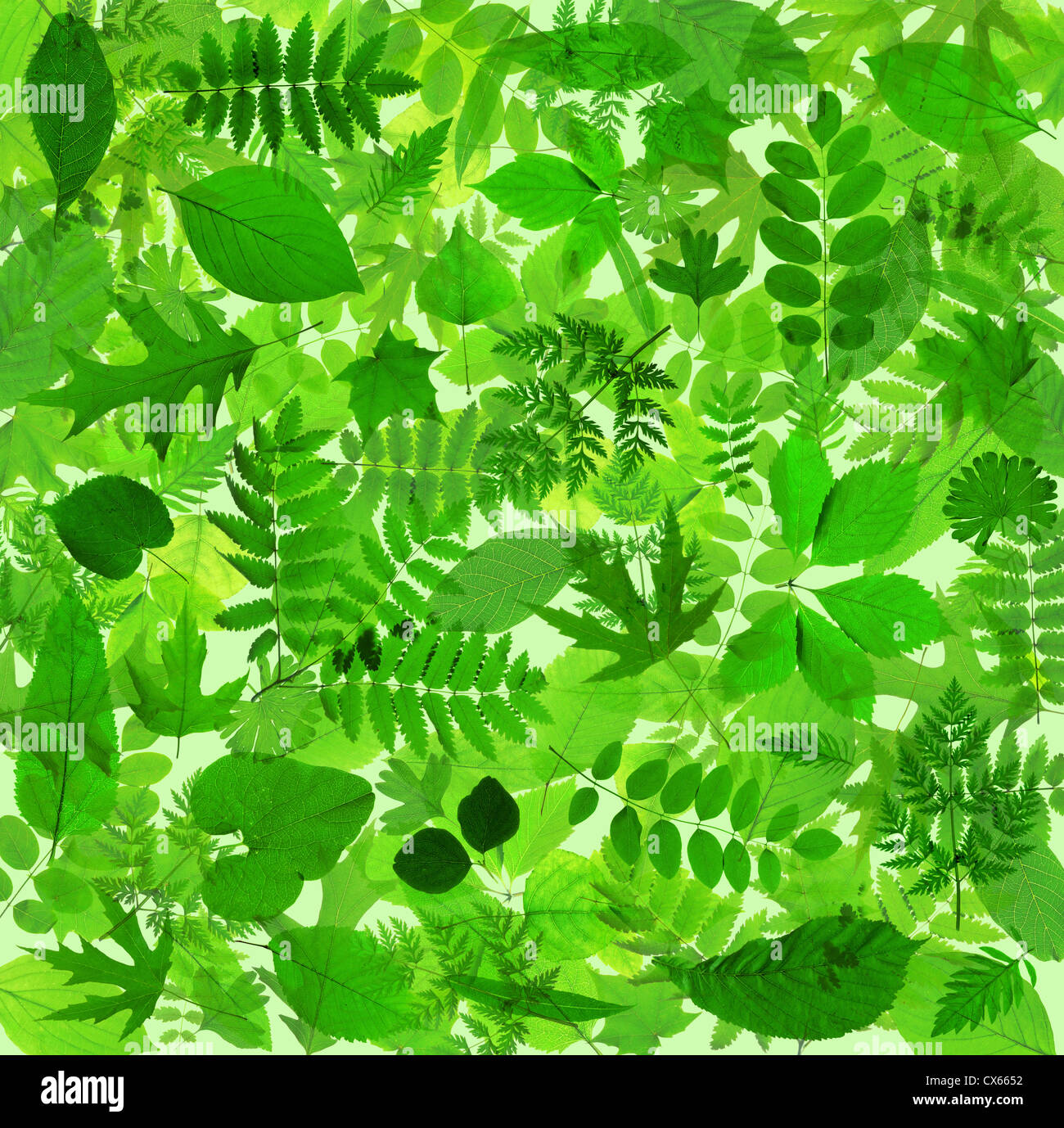 Beautiful abstract green leaves environmental nature background Stock ...