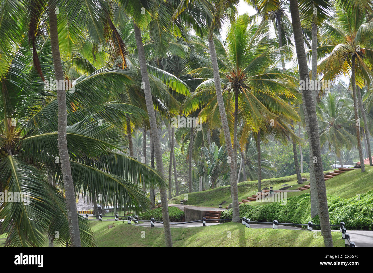 Coconut plantation kerala hi-res stock photography and images - Alamy