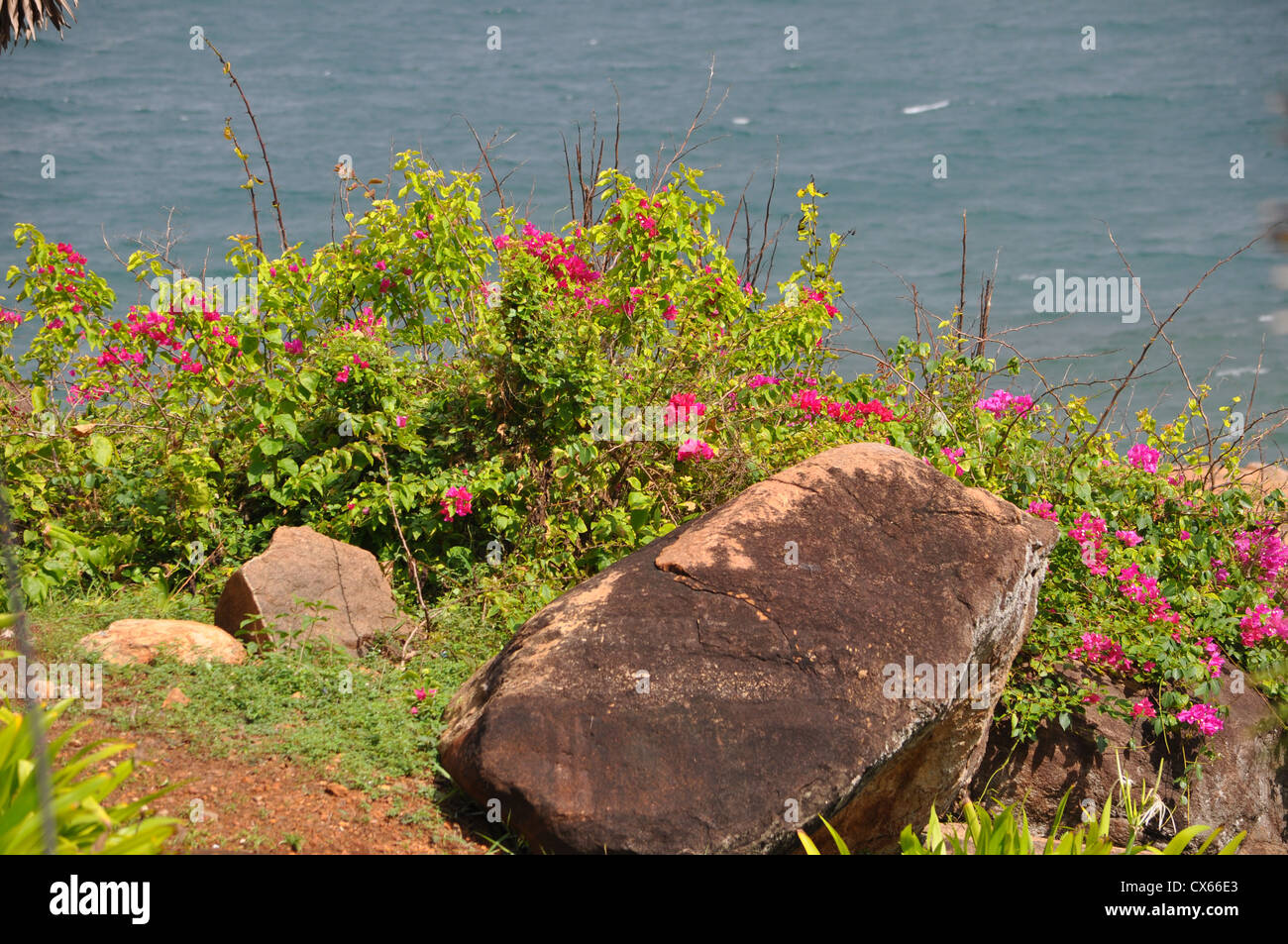Cliff side flowers hi-res stock photography and images - Alamy