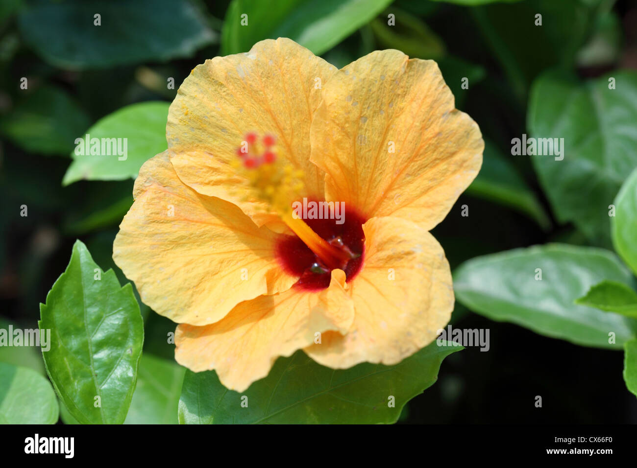 Beautiful orange flower profile hi-res stock photography and images - Alamy