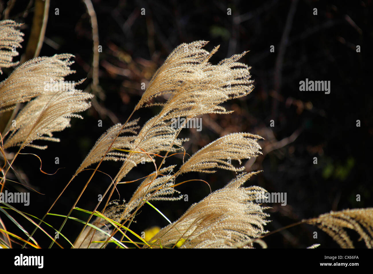Susuki grass hi-res stock photography and images - Alamy