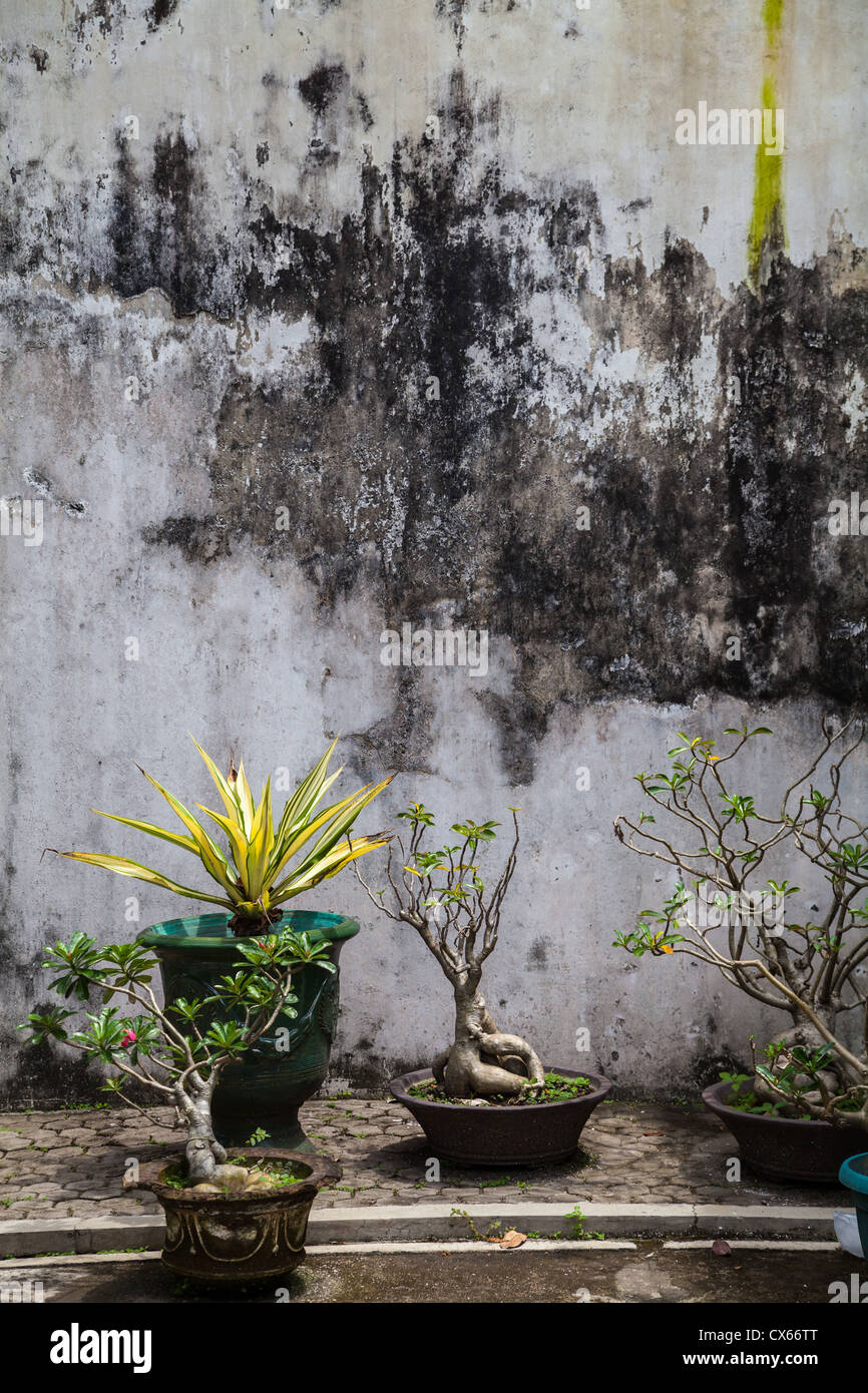 Sultan flower hi-res stock photography and images - Alamy