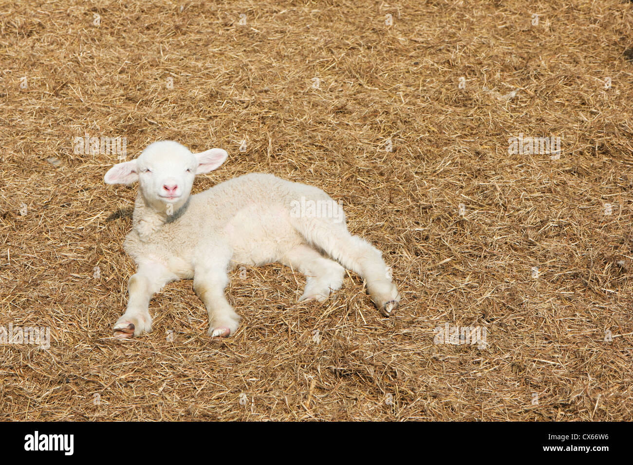 A lamb resting on hays, in Cingjing Farm, Taiwan Stock Photo - Alamy